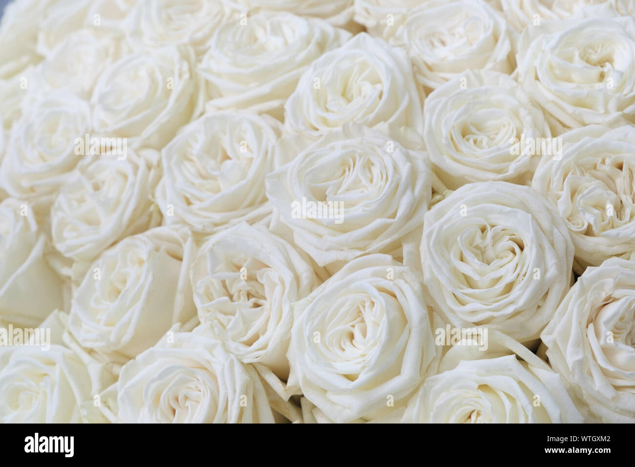 Many white roses as a floral background Stock Photo - Alamy
