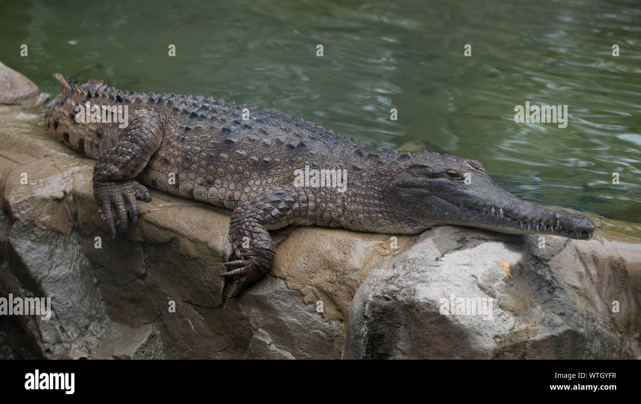 Side view of alligator hi-res stock photography and images - Alamy