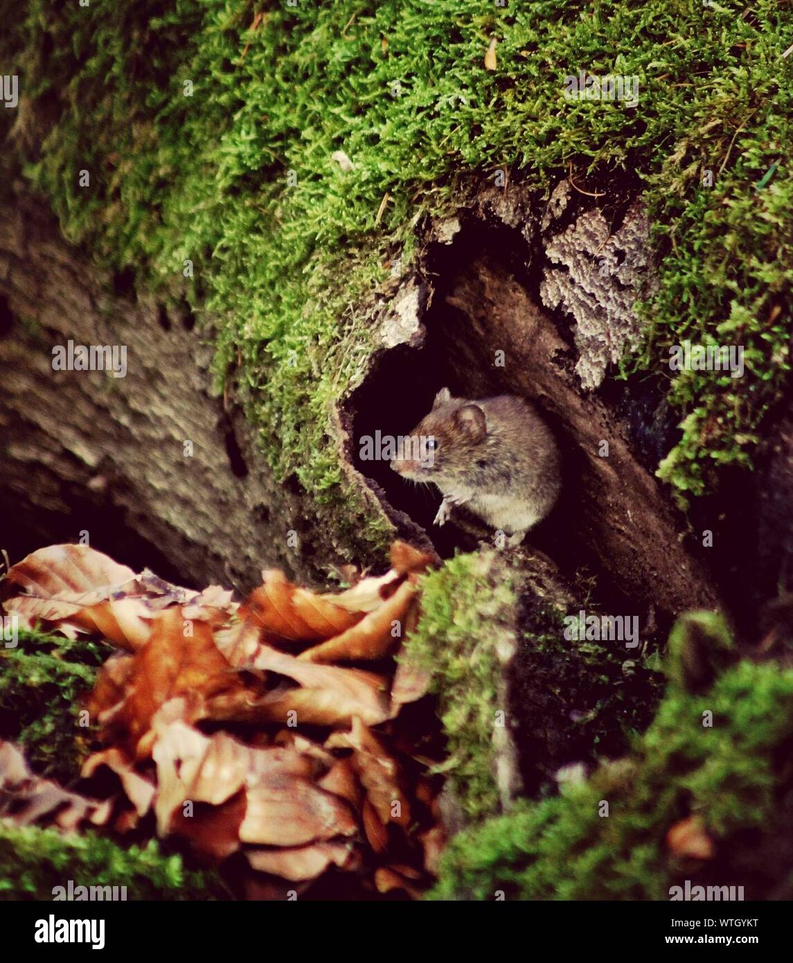 Hole inside tree hi-res stock photography and images - Alamy