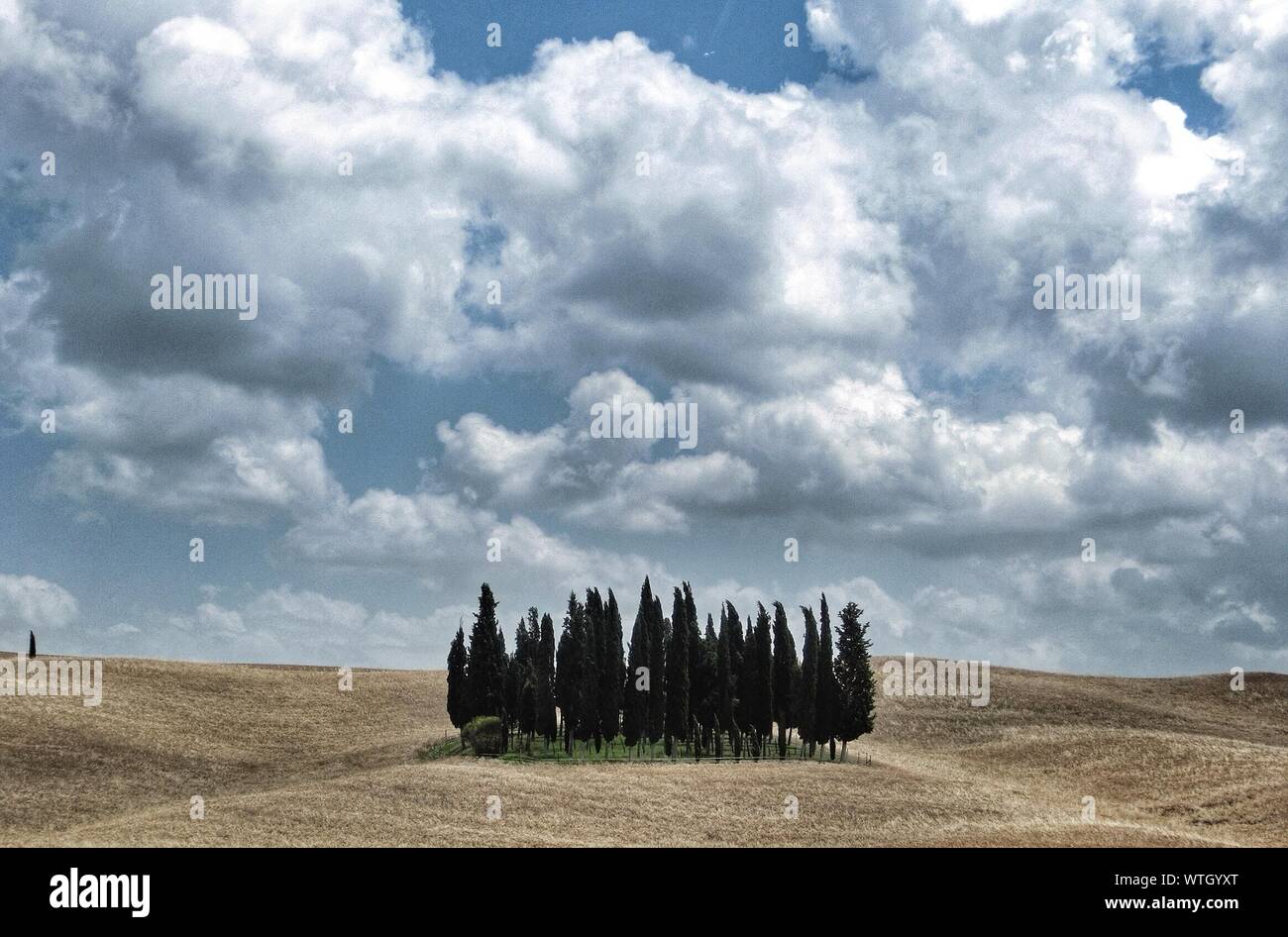 Clump trees hi-res stock photography and images - Alamy