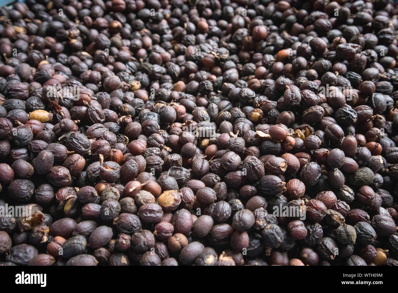 Sorting Coffee Beans with Flesh Dried in Sun in Guatemala Stock Photo ...