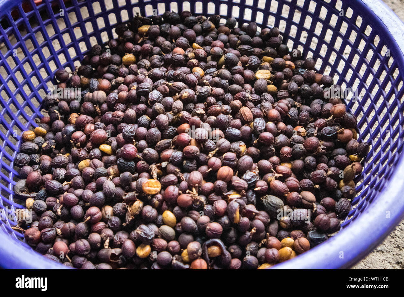 Sorting Coffee Beans with Flesh Dried in Sun in Guatemala Stock Photo ...