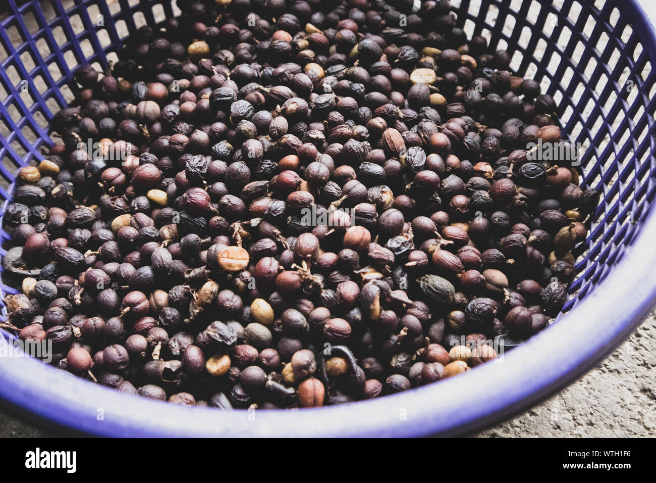 Sorting Coffee Beans with Flesh Dried in Sun in Guatemala Stock Photo ...