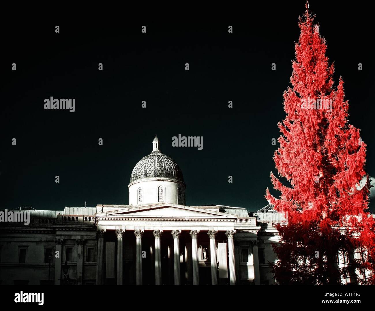 Old red tree hi-res stock photography and images - Alamy