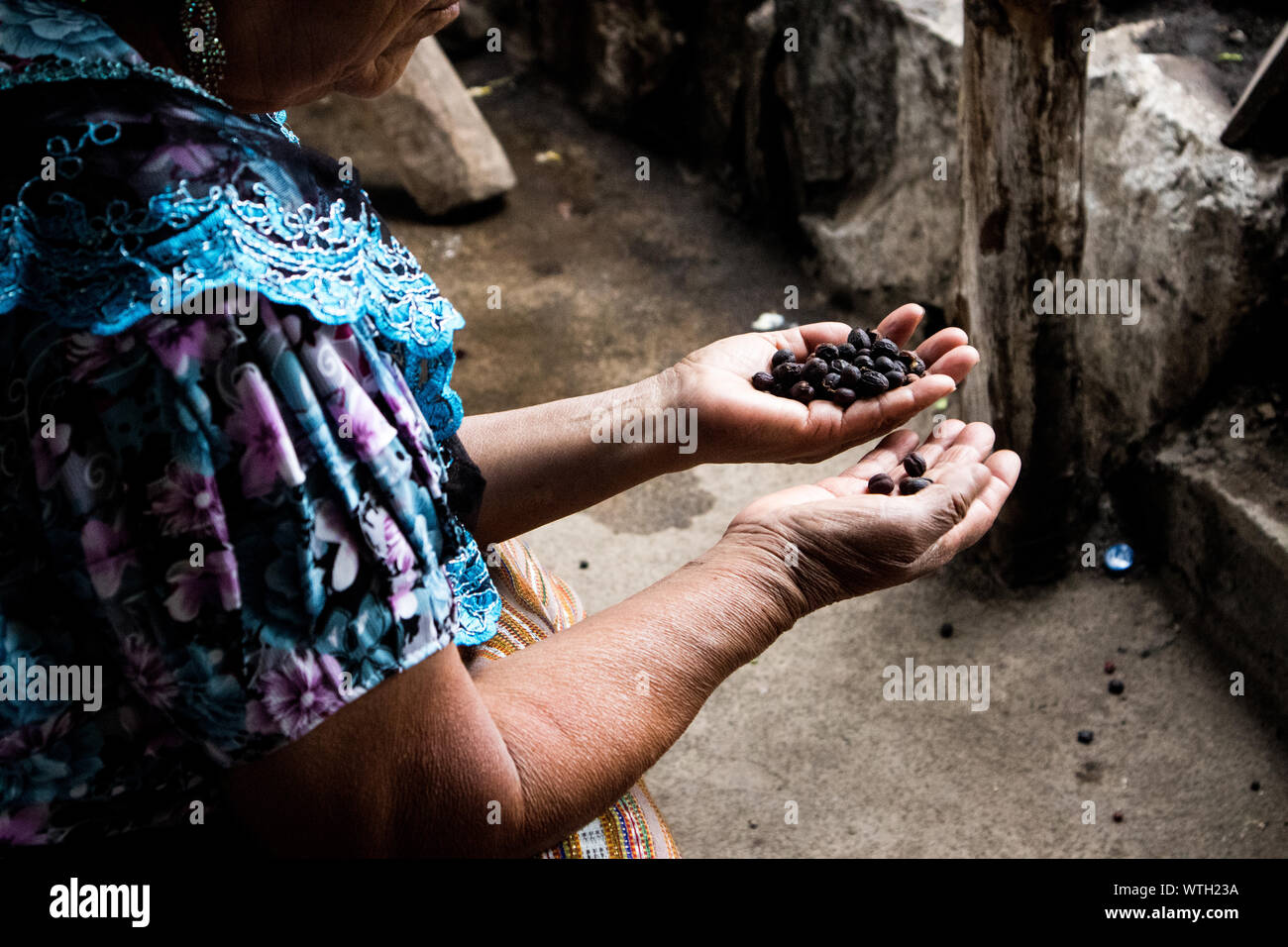 Hands sorting coffee beans hi-res stock photography and images - Alamy