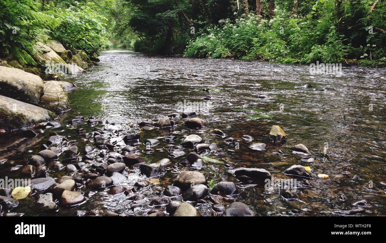 Shallow river hi-res stock photography and images - Alamy
