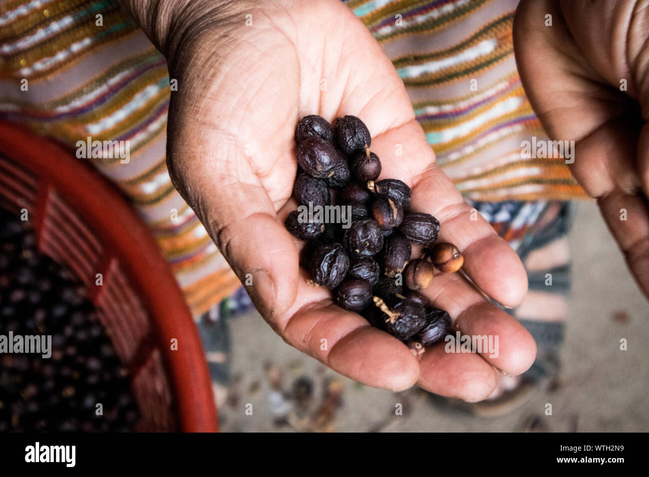 Hands sorting coffee beans hi-res stock photography and images - Alamy