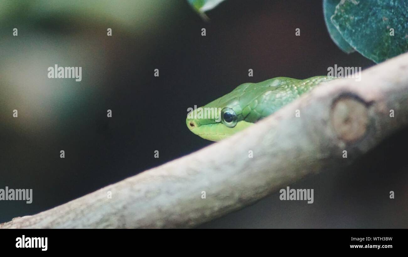 Twig snake hi-res stock photography and images - Alamy