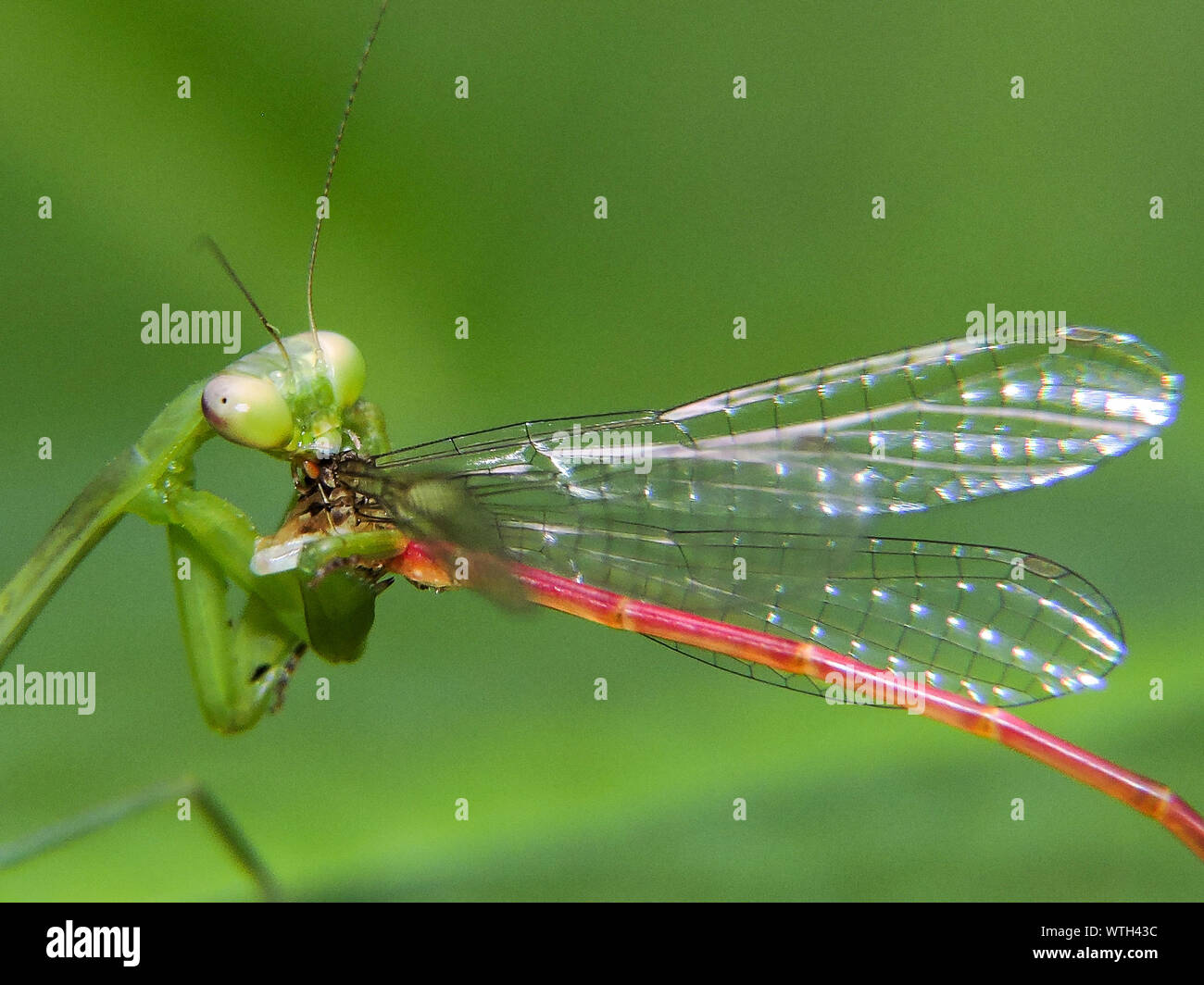 Praying Mantis Wings High Resolution Stock Photography and Images - Alamy