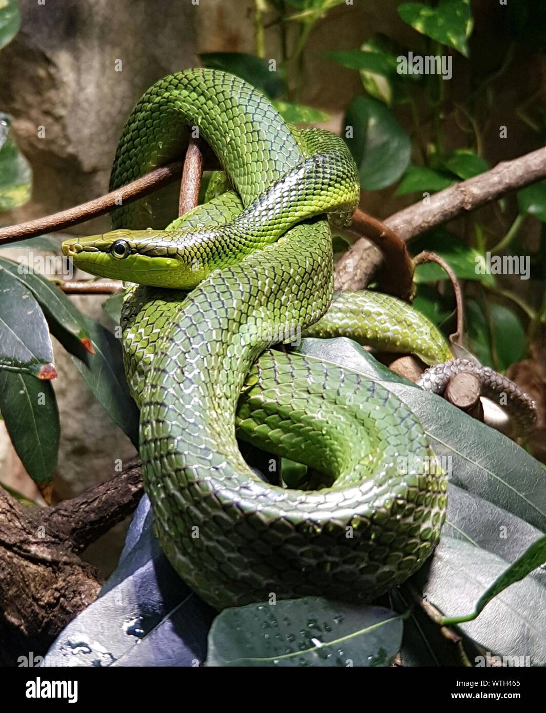 Snakeskin Plant High Resolution Stock Photography and Images - Alamy