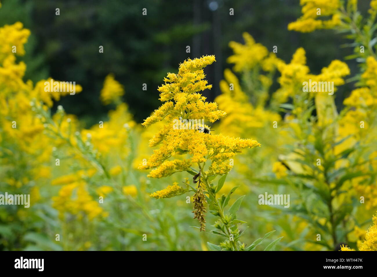 GOLDENROD Flower Field outside of Campbellsport Stock Photo - Alamy