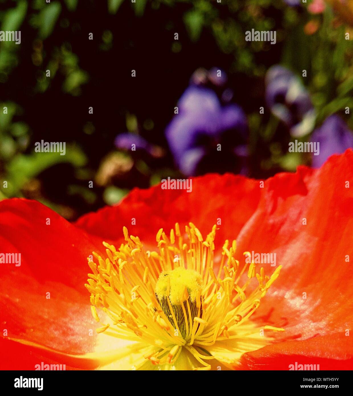 Poppy_head hi-res stock photography and images - Alamy