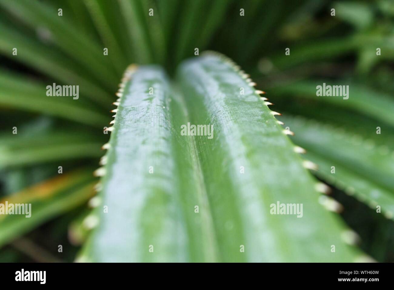 Spiky leaf hi-res stock photography and images - Alamy