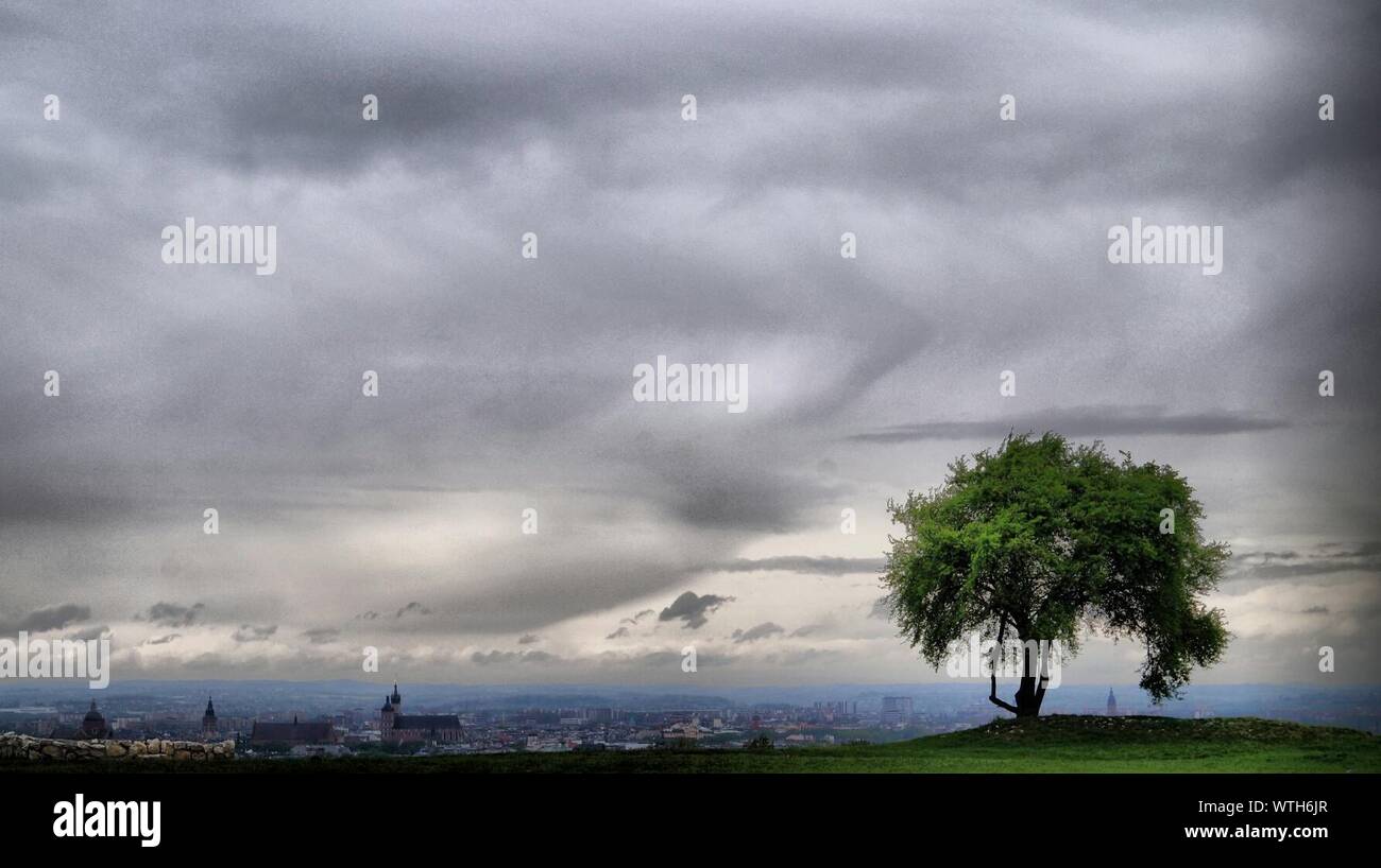 Single Tree With City In Background Stock Photo - Alamy