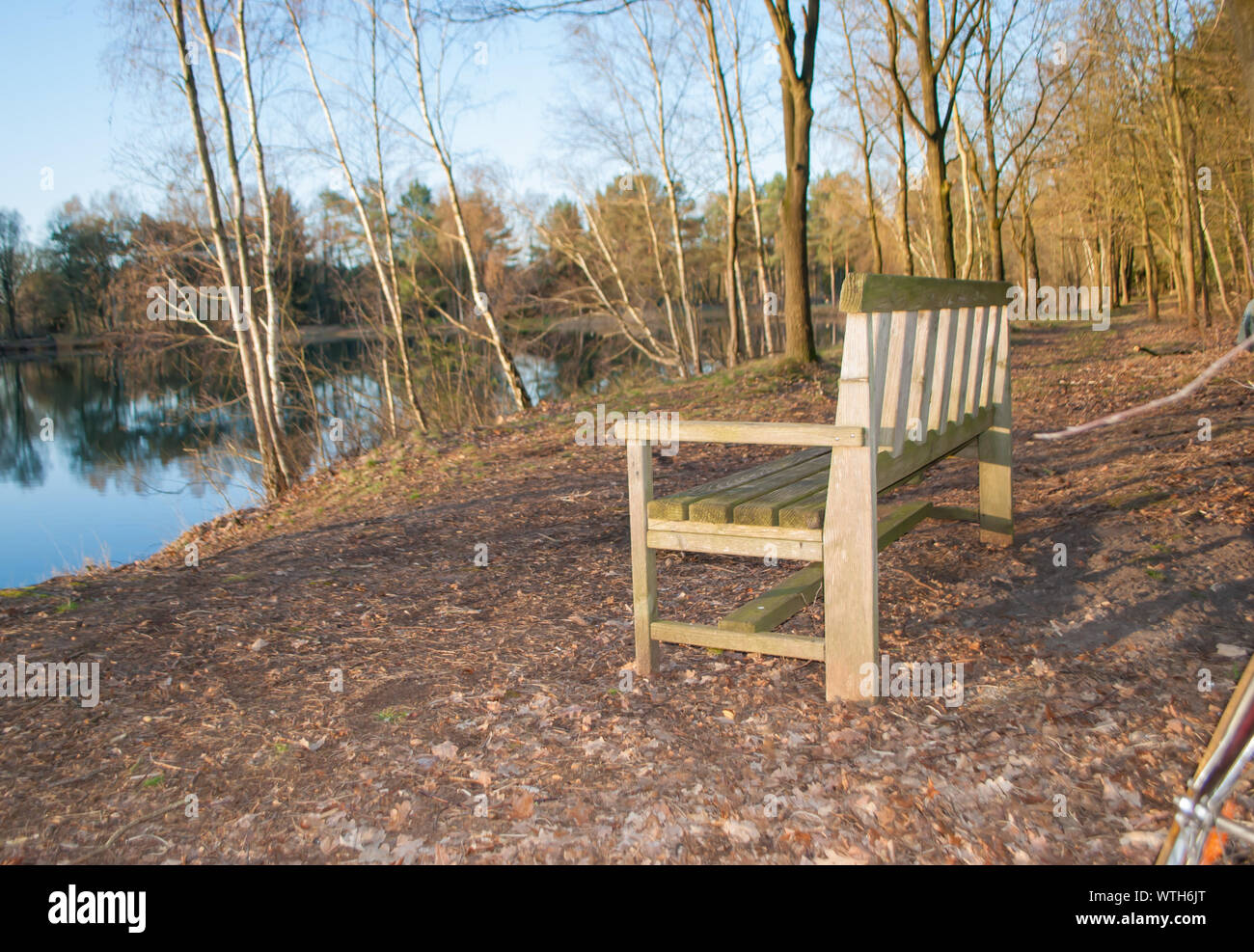 Pond bench in the forest at sunrise in Germany with blue color of sky ...