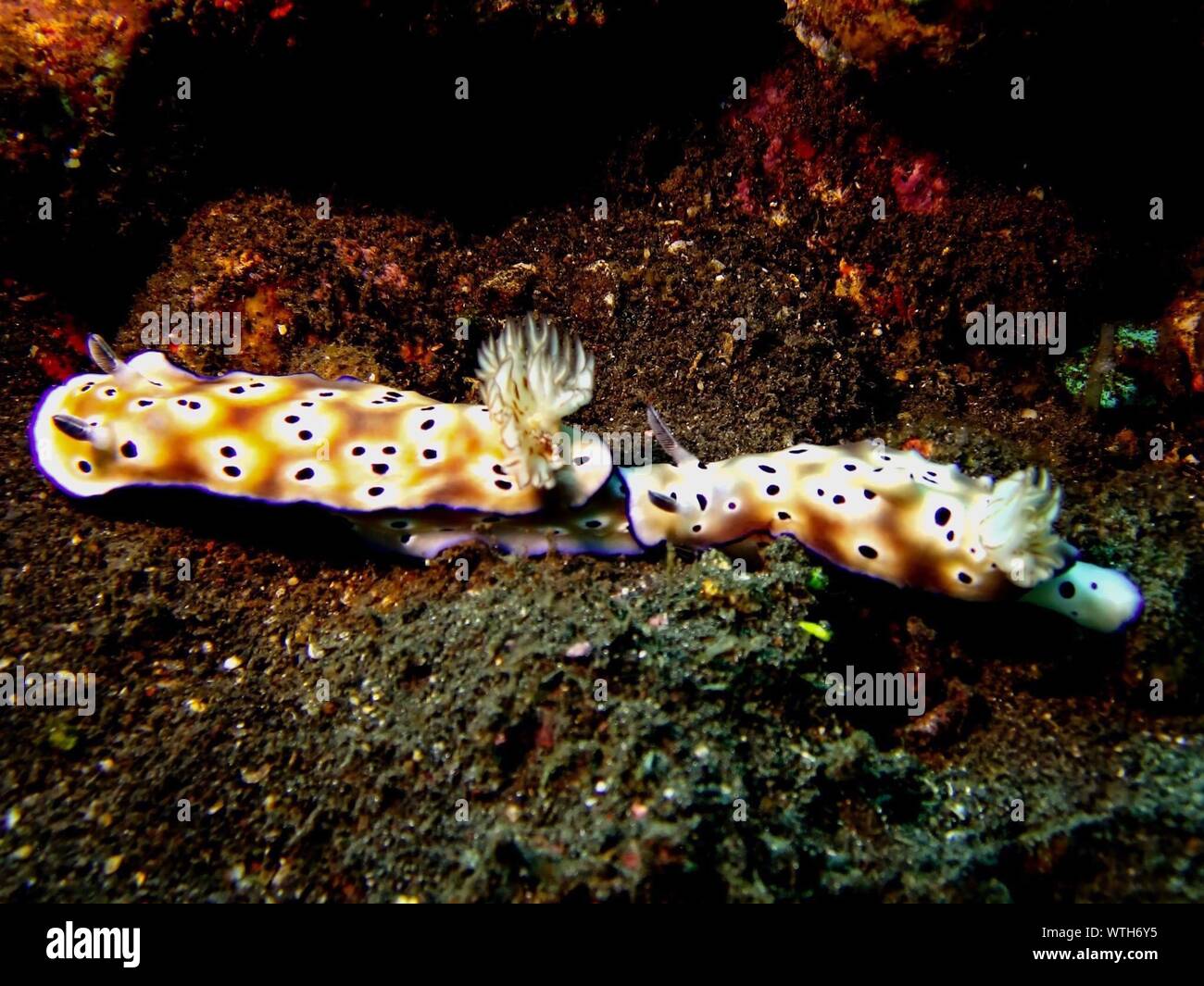 Swimming crabs hi-res stock photography and images - Alamy