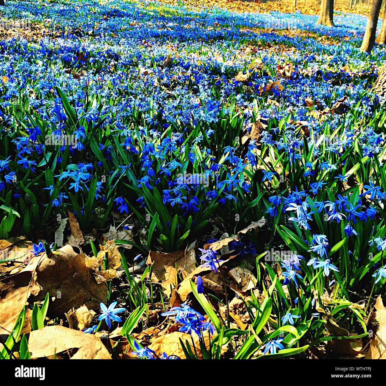 Field of blue flowers hi-res stock photography and images - Alamy