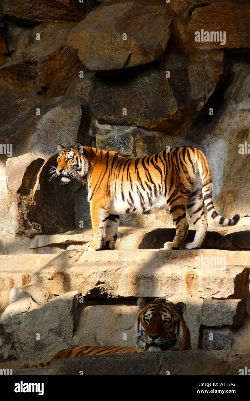 Tiger lizard hi-res stock photography and images - Alamy