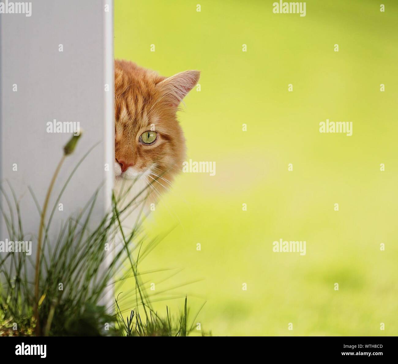 Pole Cat High Resolution Stock Photography and Images - Alamy