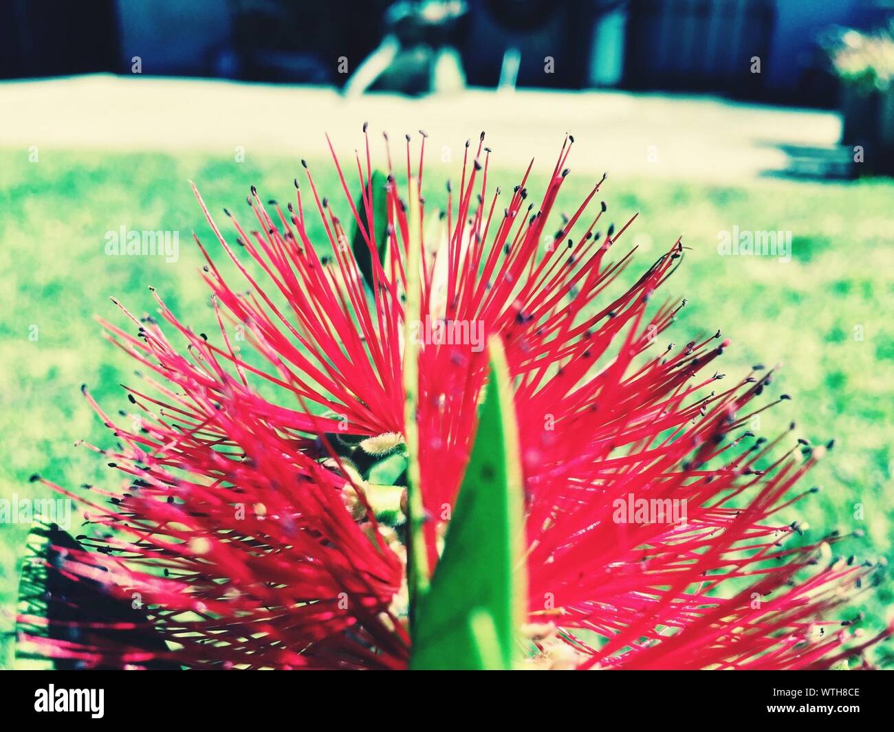 Spiked petal hi-res stock photography and images - Alamy