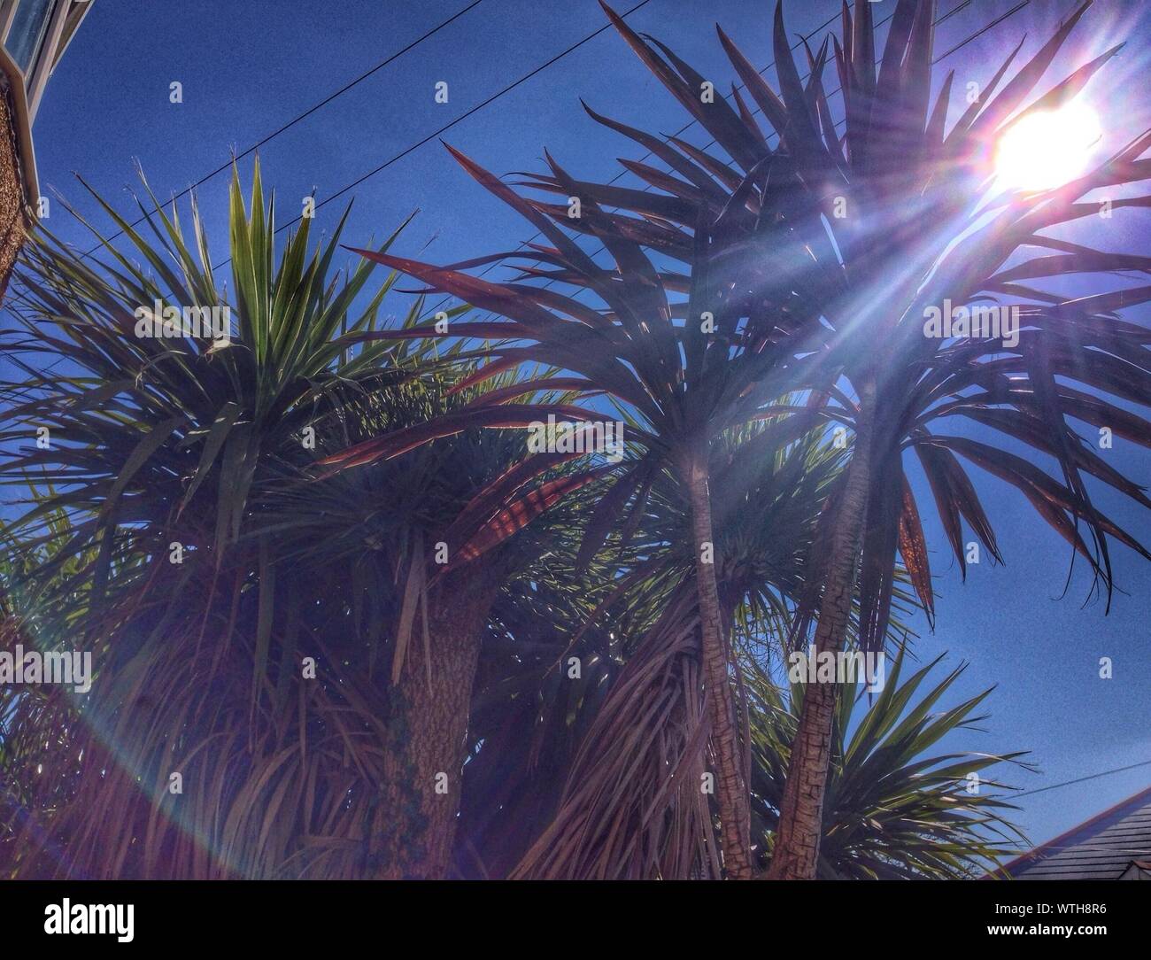 Sun filter through hi-res stock photography and images - Alamy