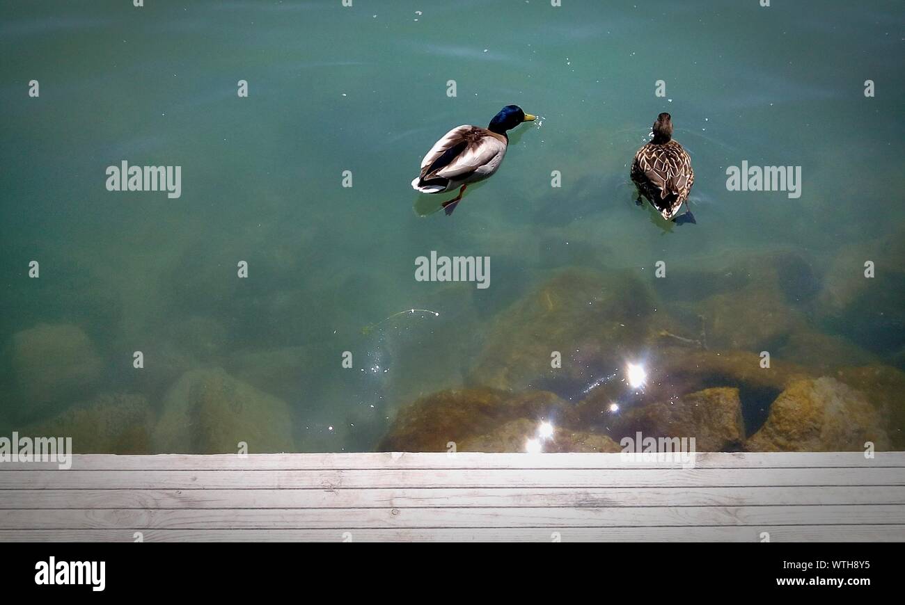 Ducks in shallow water hi-res stock photography and images - Alamy