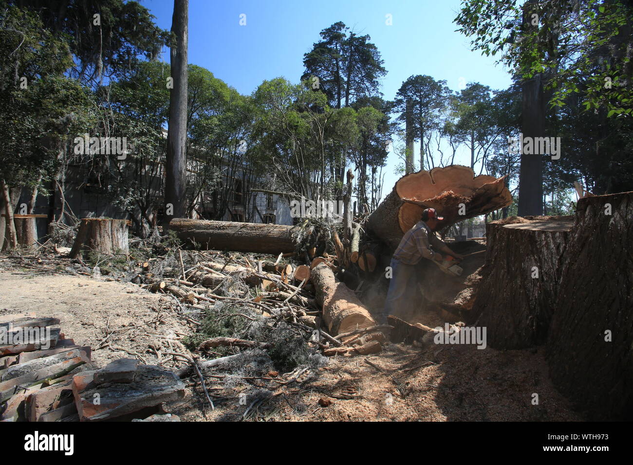 Cutting Trees High Resolution Stock Photography and Images - Alamy