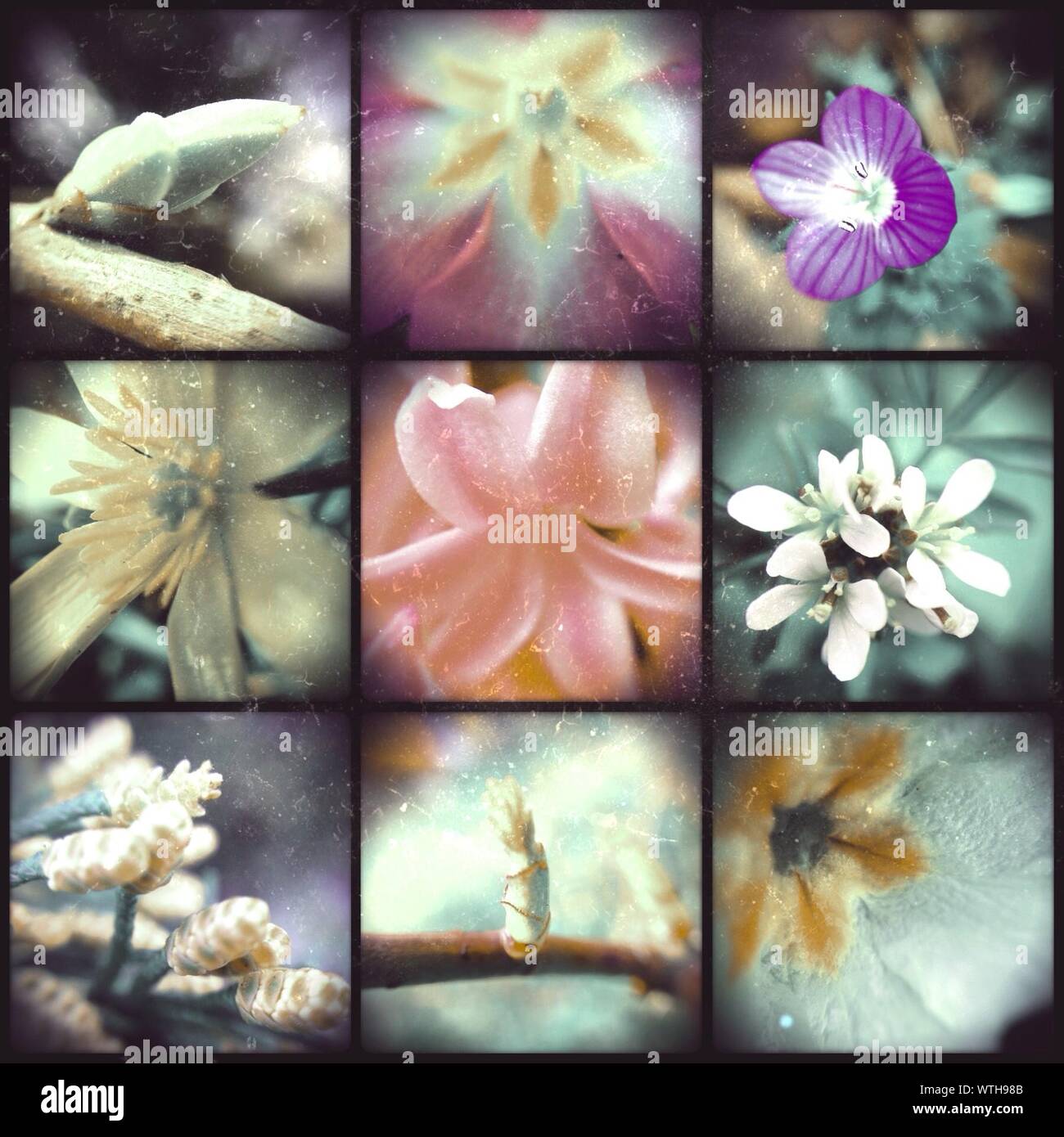 Beauty montage hi-res stock photography and images - Alamy
