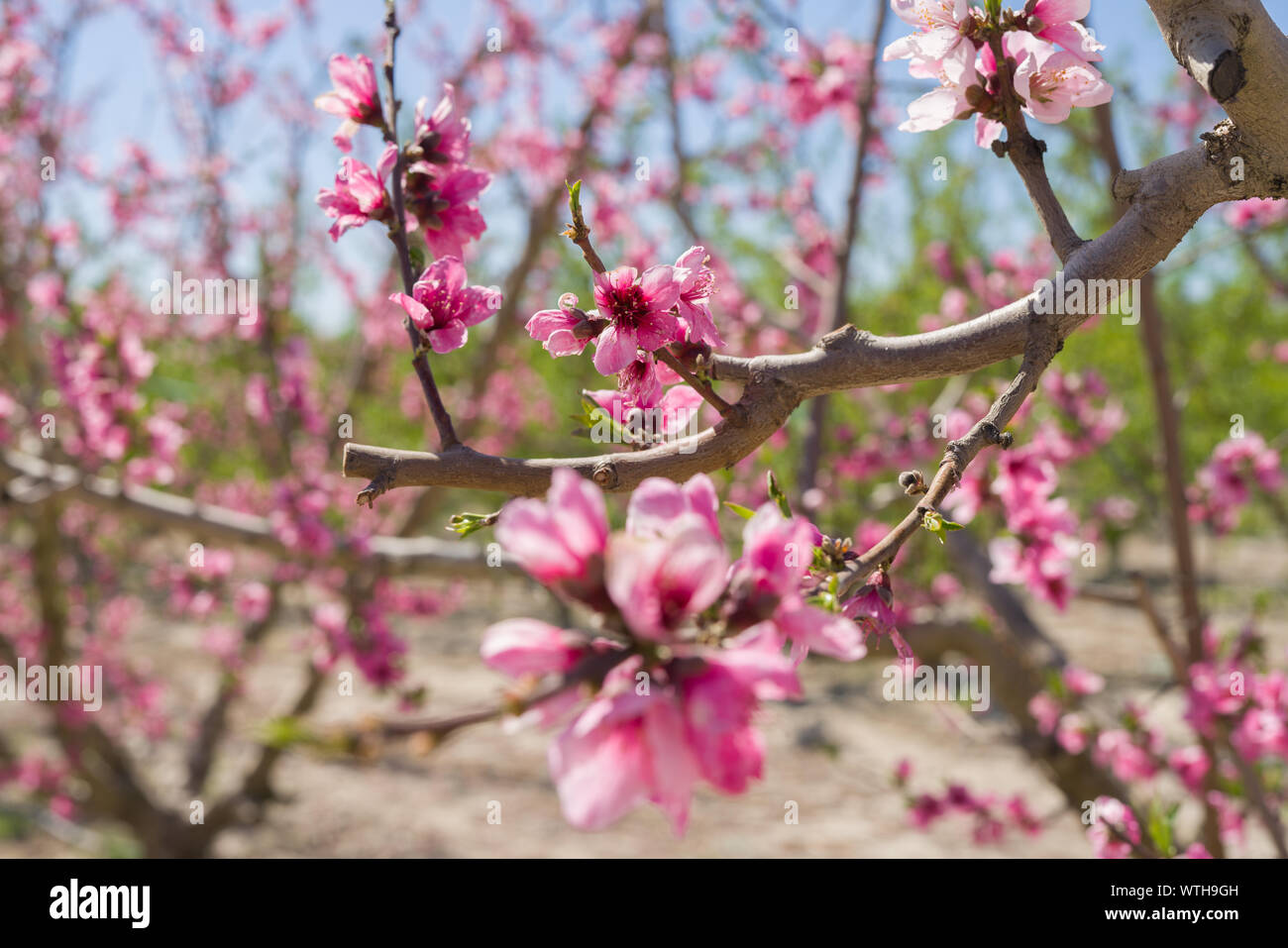 Beautiful pink peach flowers petals and trees blooming on a spring ...