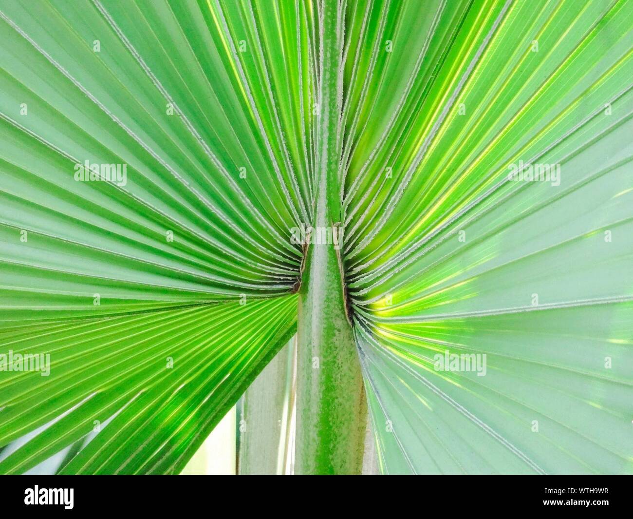 Fan leaf tree hi-res stock photography and images - Alamy