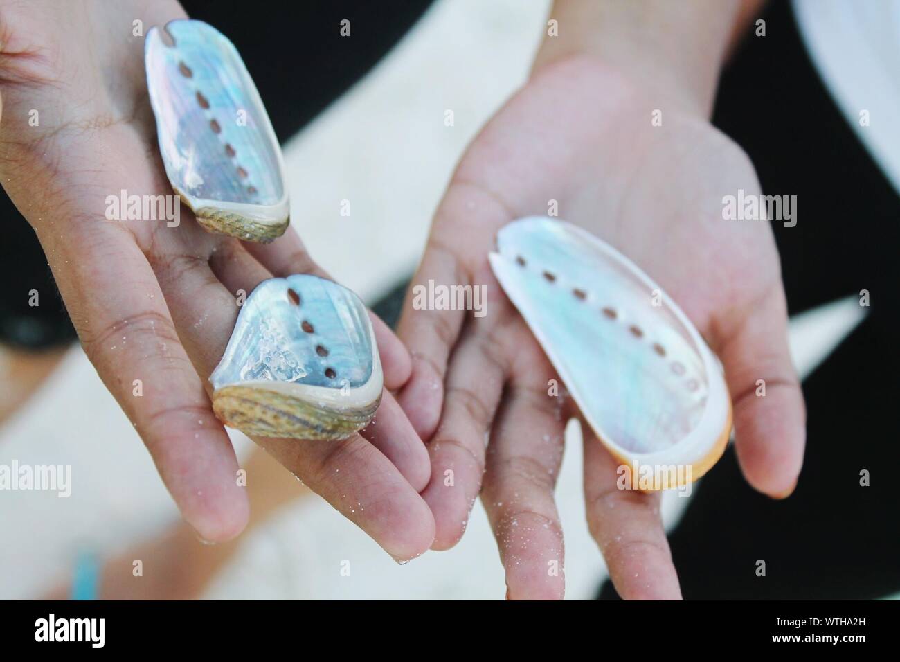 Showing shells hi-res stock photography and images - Alamy