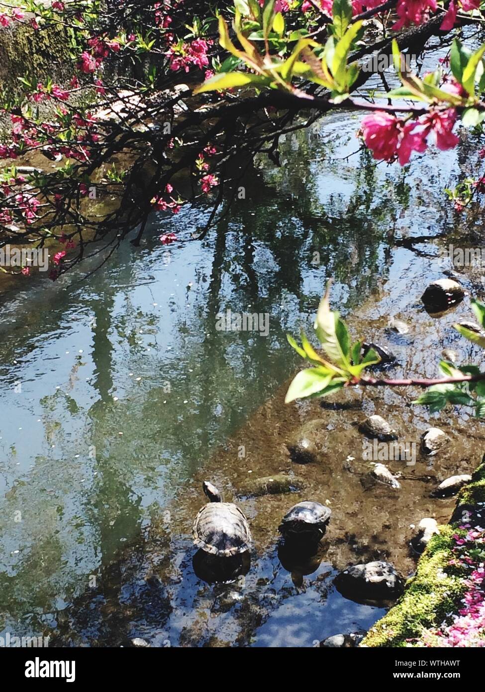 Stream Turtle High Resolution Stock Photography and Images - Alamy