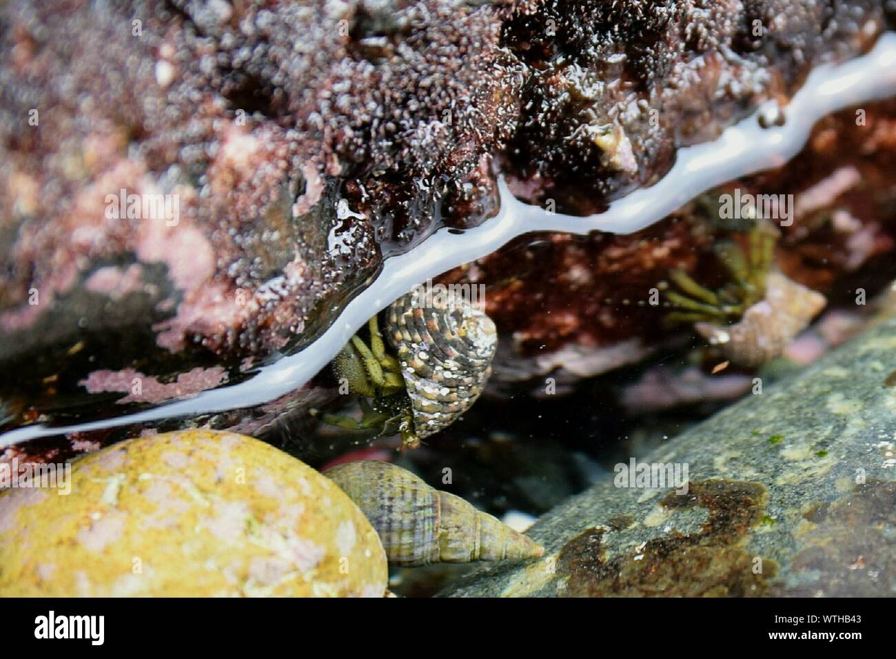 Rock Shell High Resolution Stock Photography and Images - Alamy