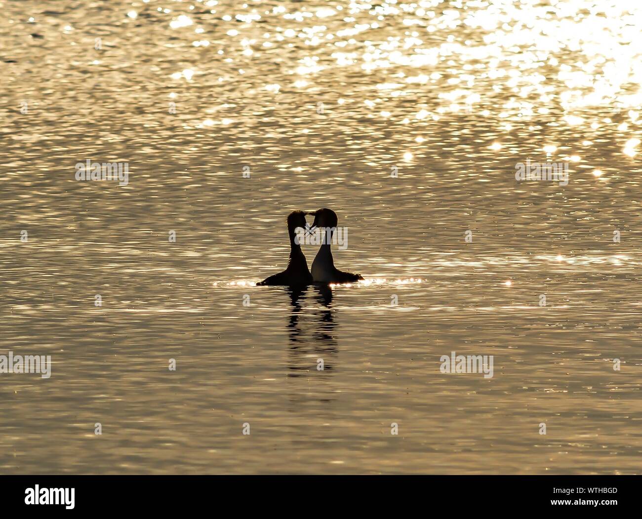 Birds mating silhouette hi-res stock photography and images - Alamy