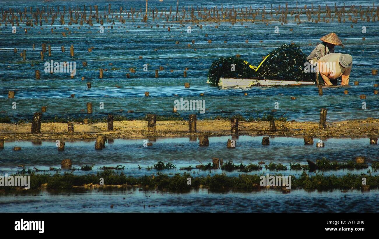 Seaweed raft hi-res stock photography and images - Alamy