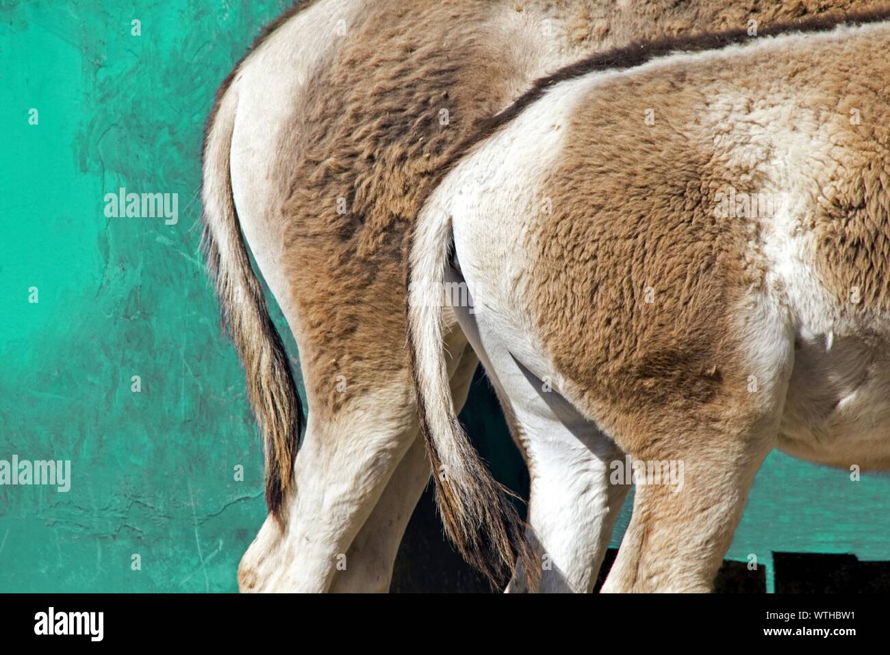 Donkeys tail hi-res stock photography and images - Alamy
