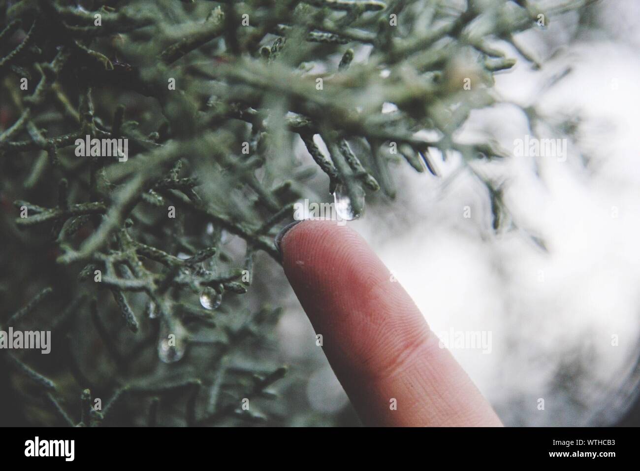 The dew is falling hi-res stock photography and images - Alamy