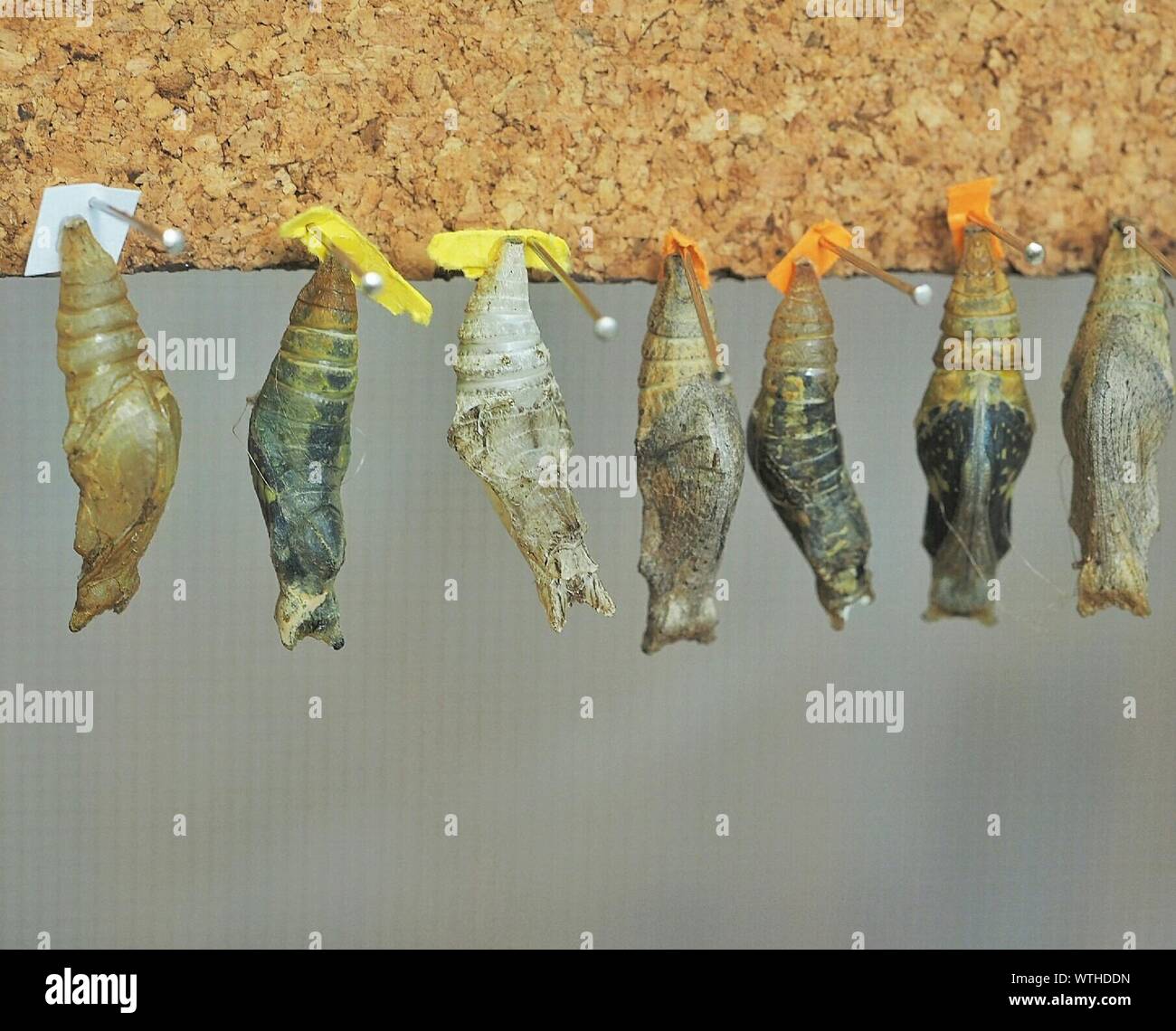 Silkworm Cocoons High Resolution Stock Photography and Images - Alamy