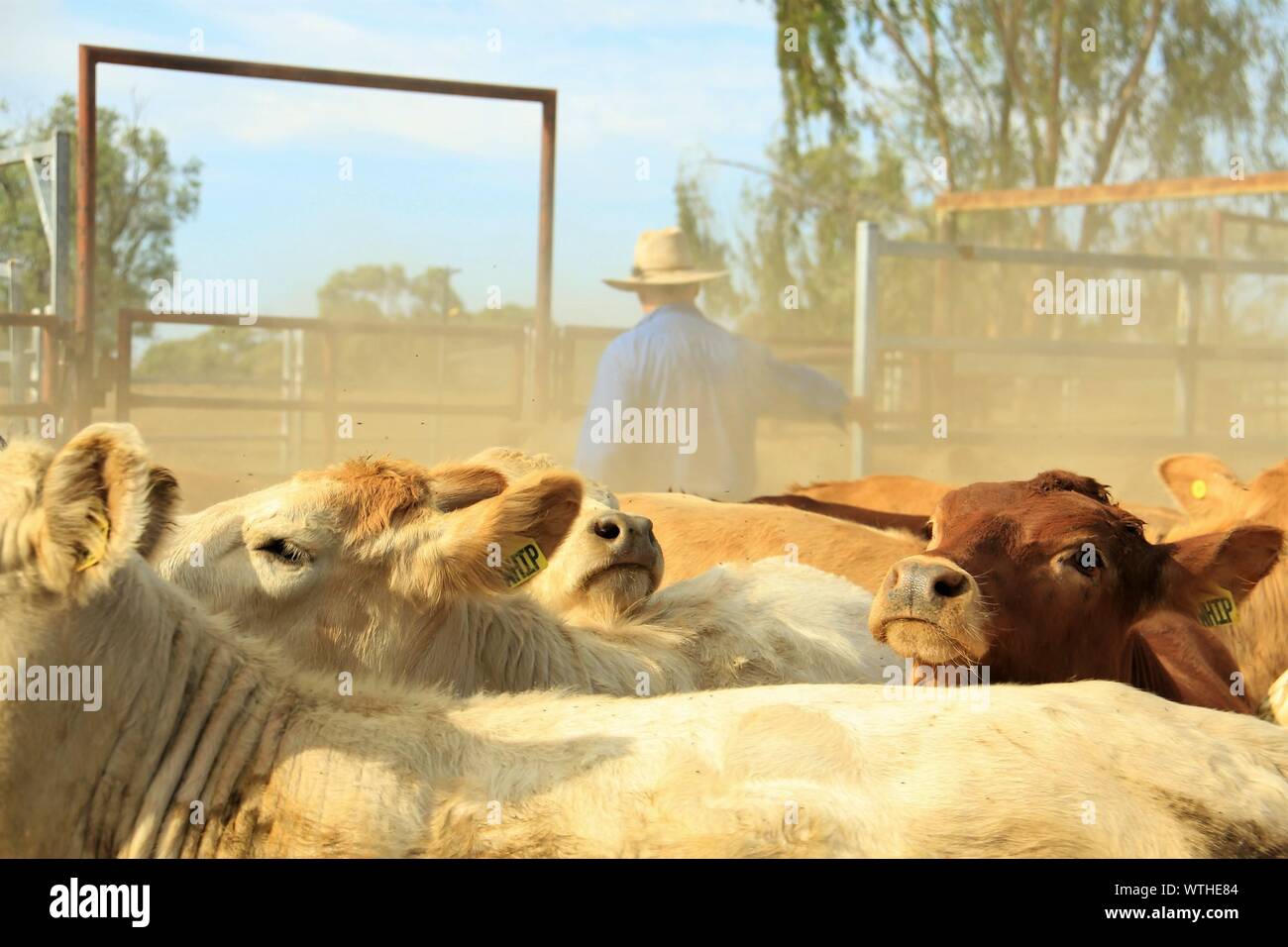 Cattle paddock hi-res stock photography and images - Alamy