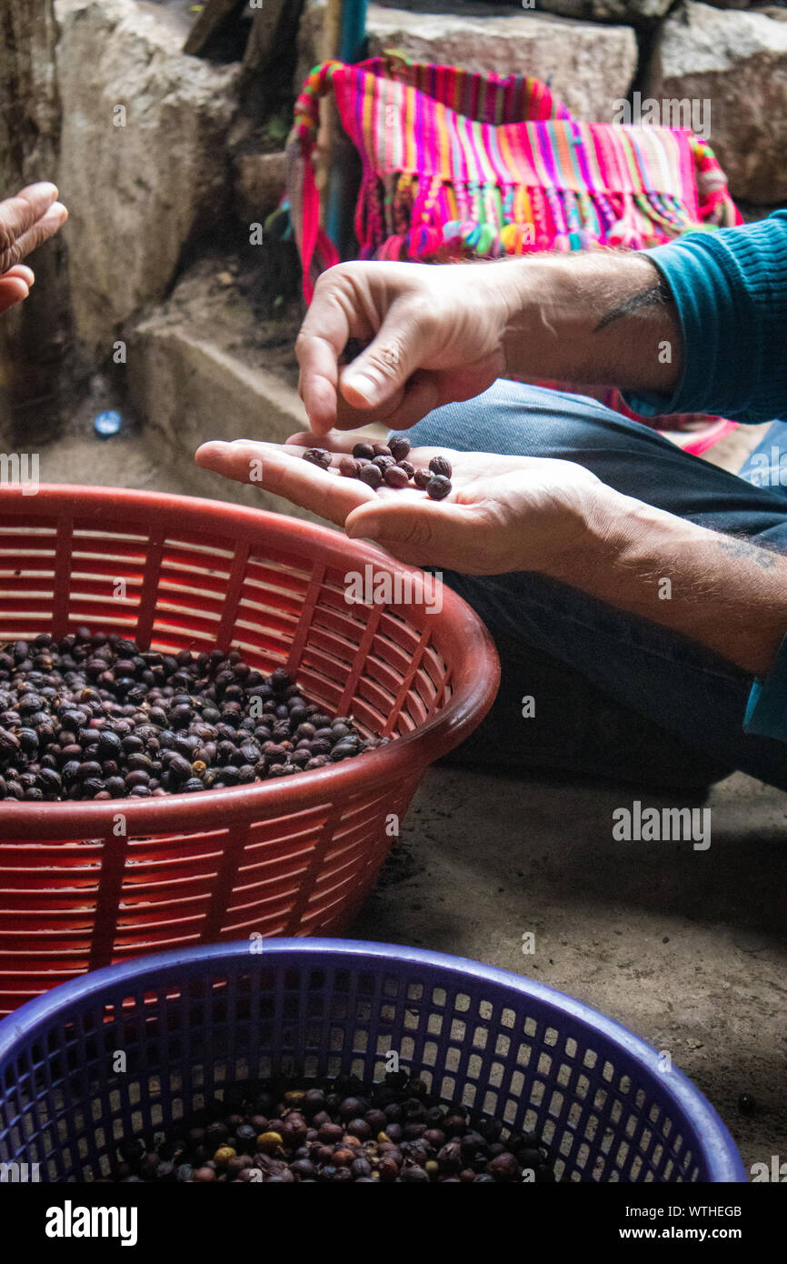 Hand sorting hi-res stock photography and images - Alamy