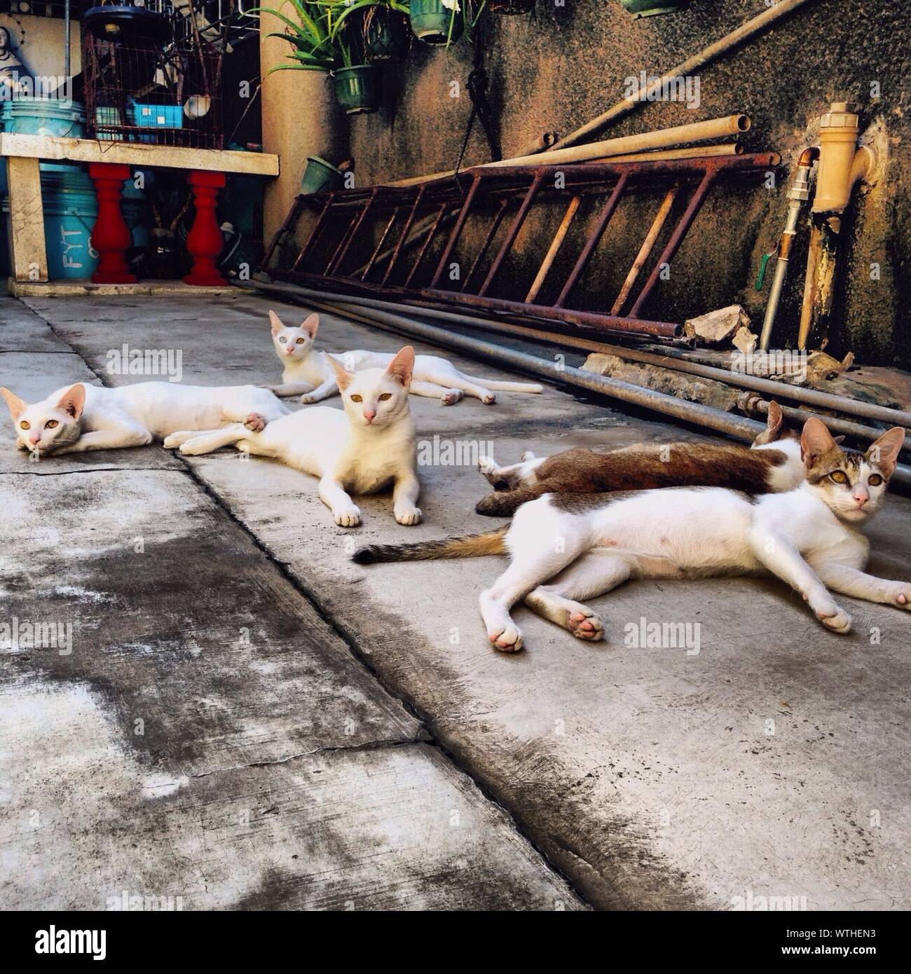 Cats on the railing hi-res stock photography and images - Alamy