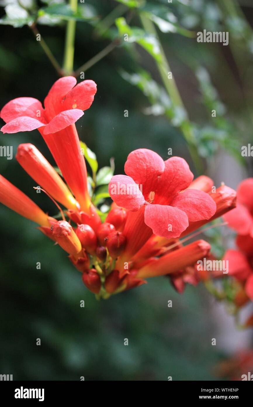 Red trumpet flower hi-res stock photography and images - Alamy