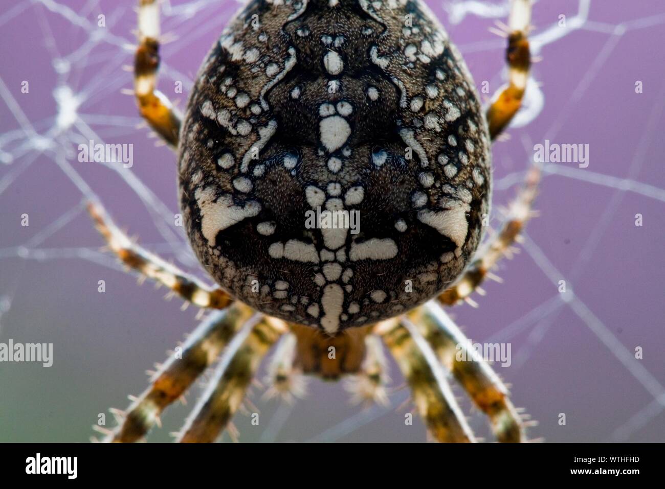 Animal sin the wild hi-res stock photography and images - Alamy