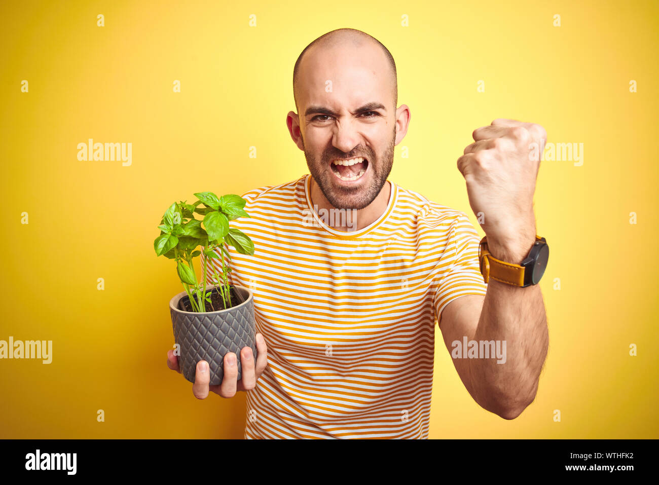 Young man holding basil plat plot over isolated yellow background ...
