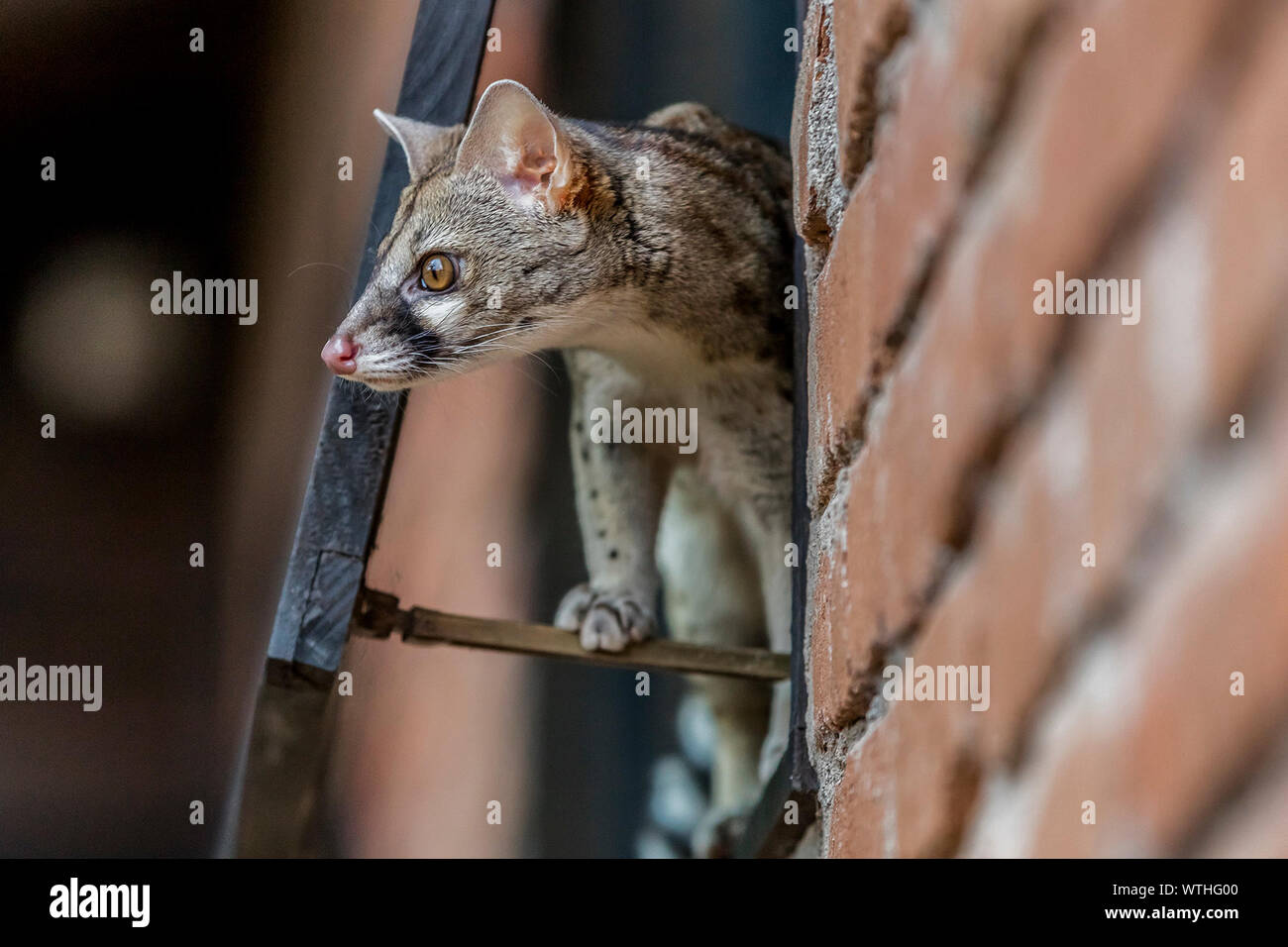 Genet hi-res stock photography and images - Alamy