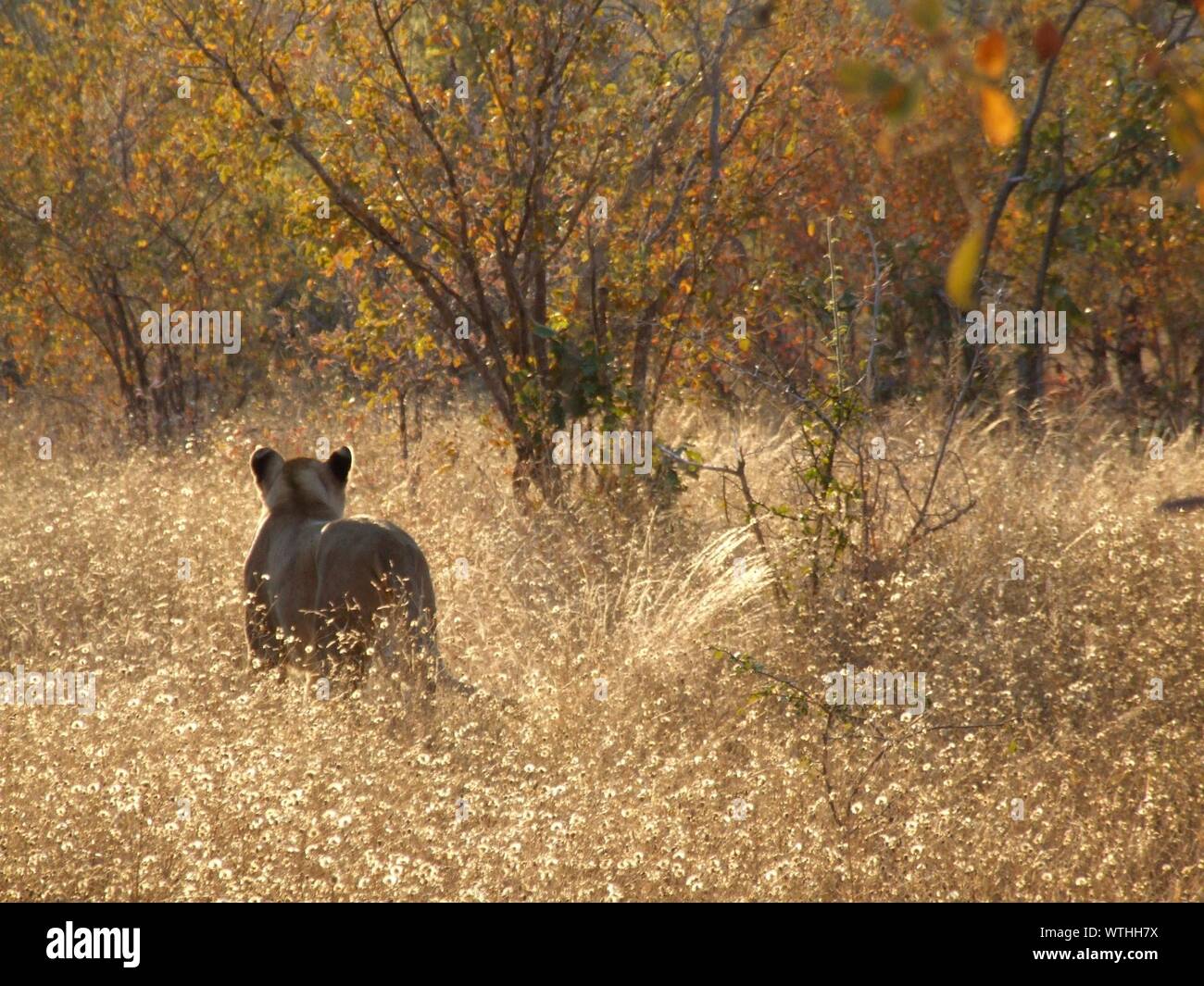 Rear view lion hi-res stock photography and images - Alamy