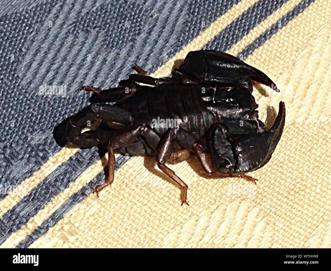 Close up emperor scorpion hi-res stock photography and images - Alamy