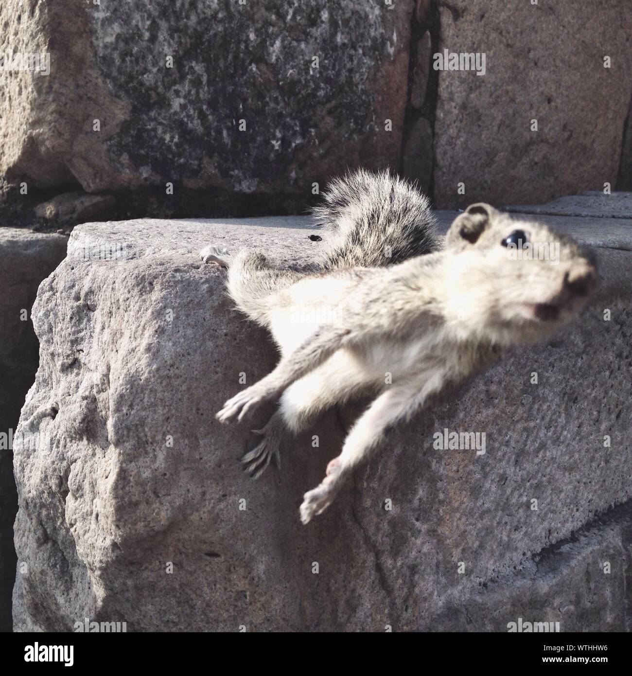 Rat looking hi-res stock photography and images - Alamy
