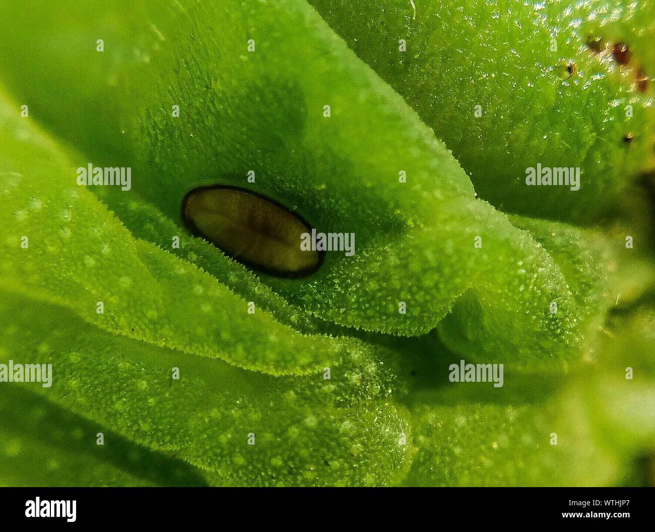 Green caterpillar hi-res stock photography and images - Alamy