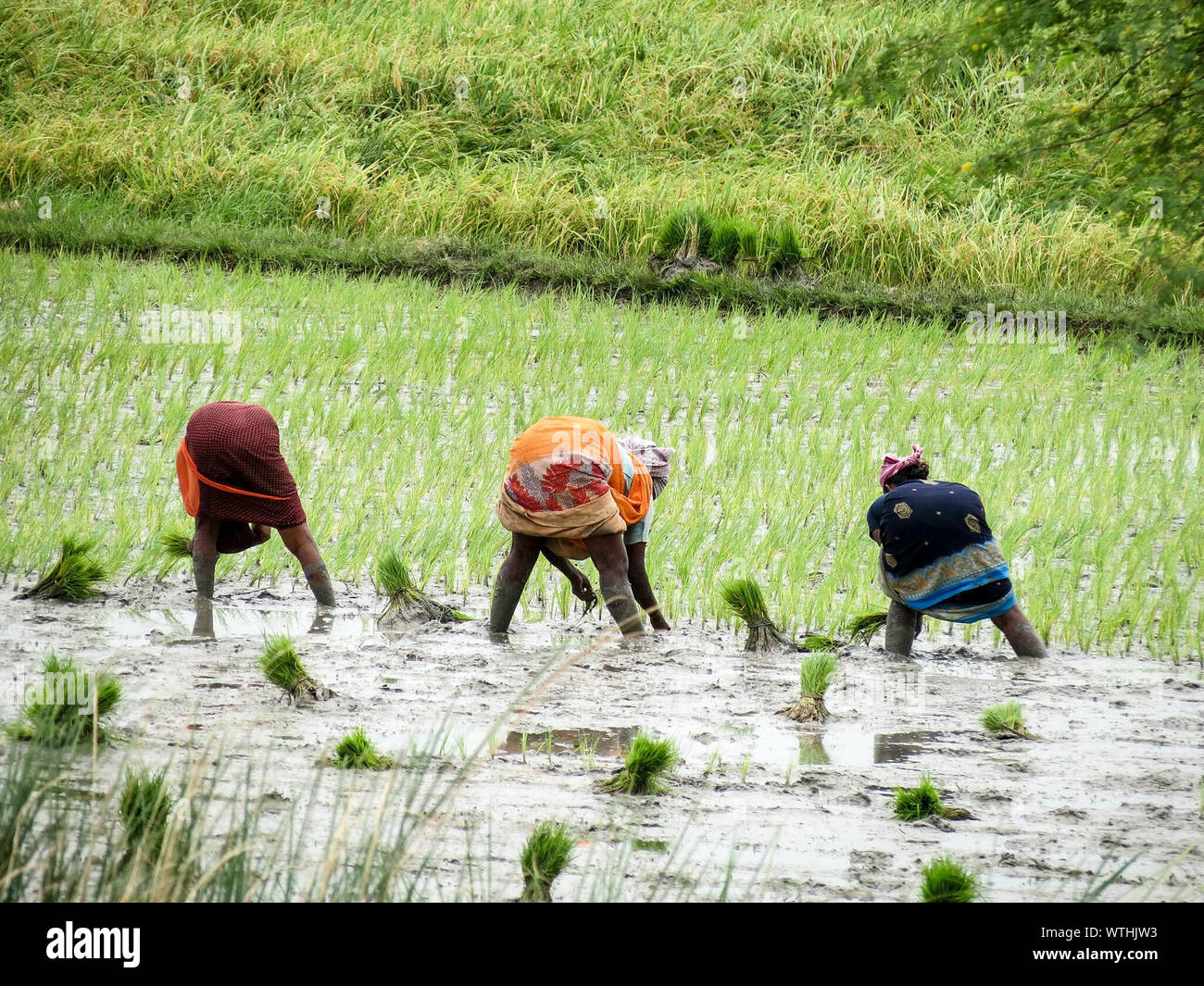 Paddy crops green hi-res stock photography and images - Alamy